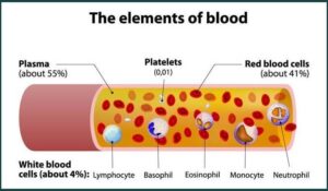 Blood Cells - Ask Hematologist | Understand Hematology